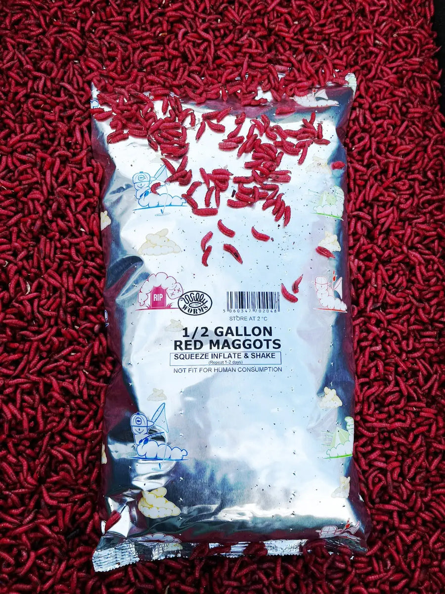 Are maggots good for fishing? – Willy Worms