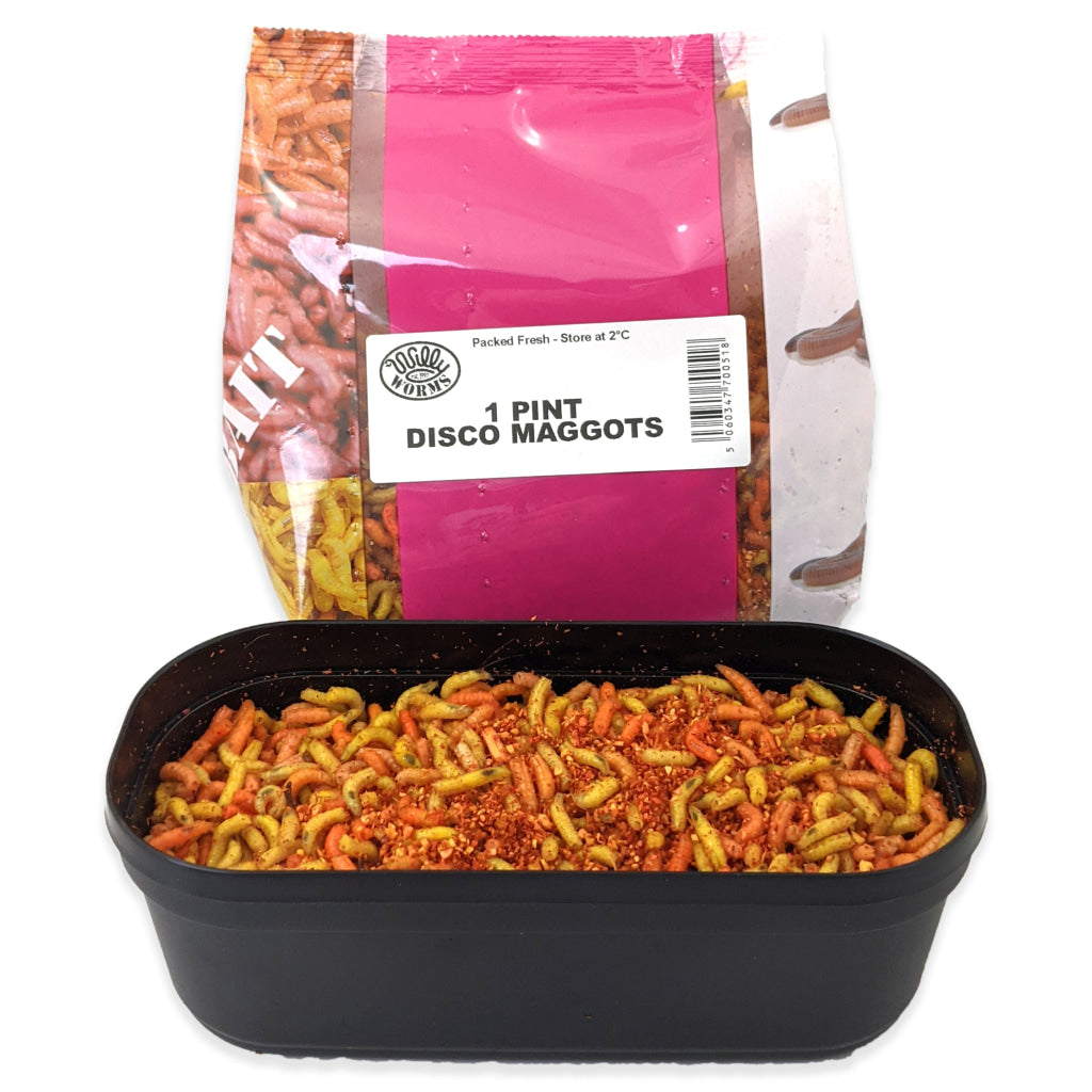 Disco Maggots – Willy Worms