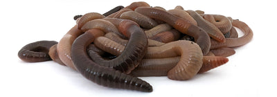 Willy Worms