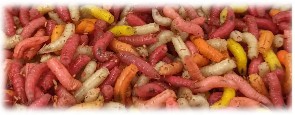 Maggots – Willy Worms