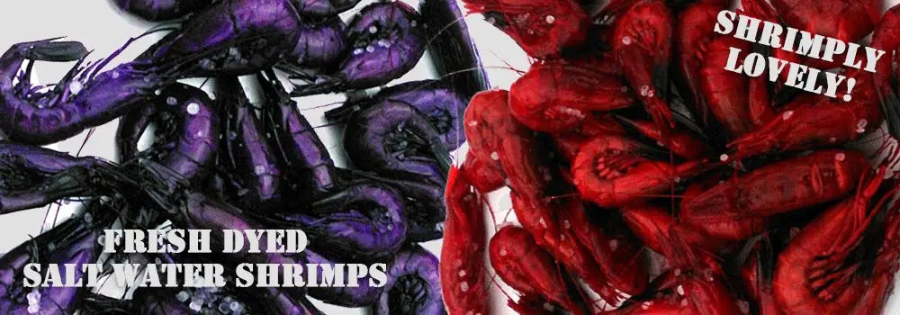 Shrimps – Willy Worms