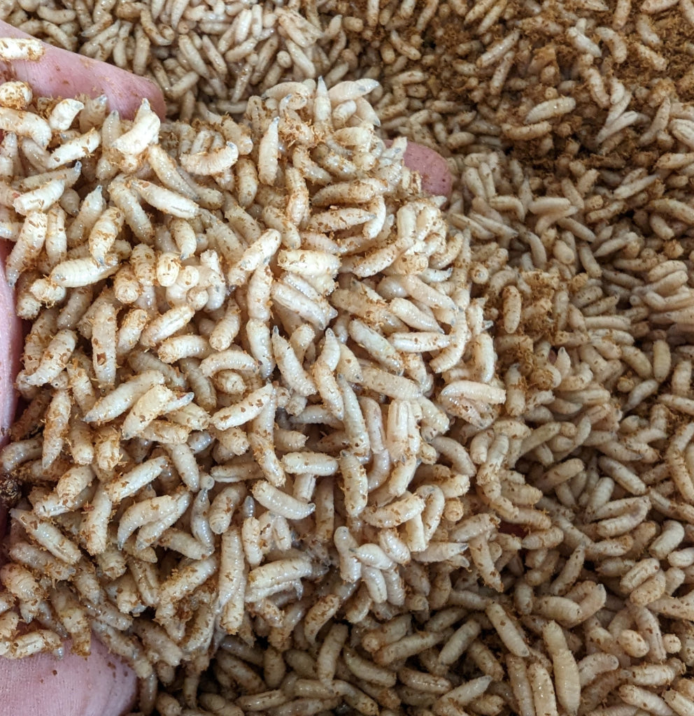 1/2 Gallon White Maggots -1 week old – Willy Worms