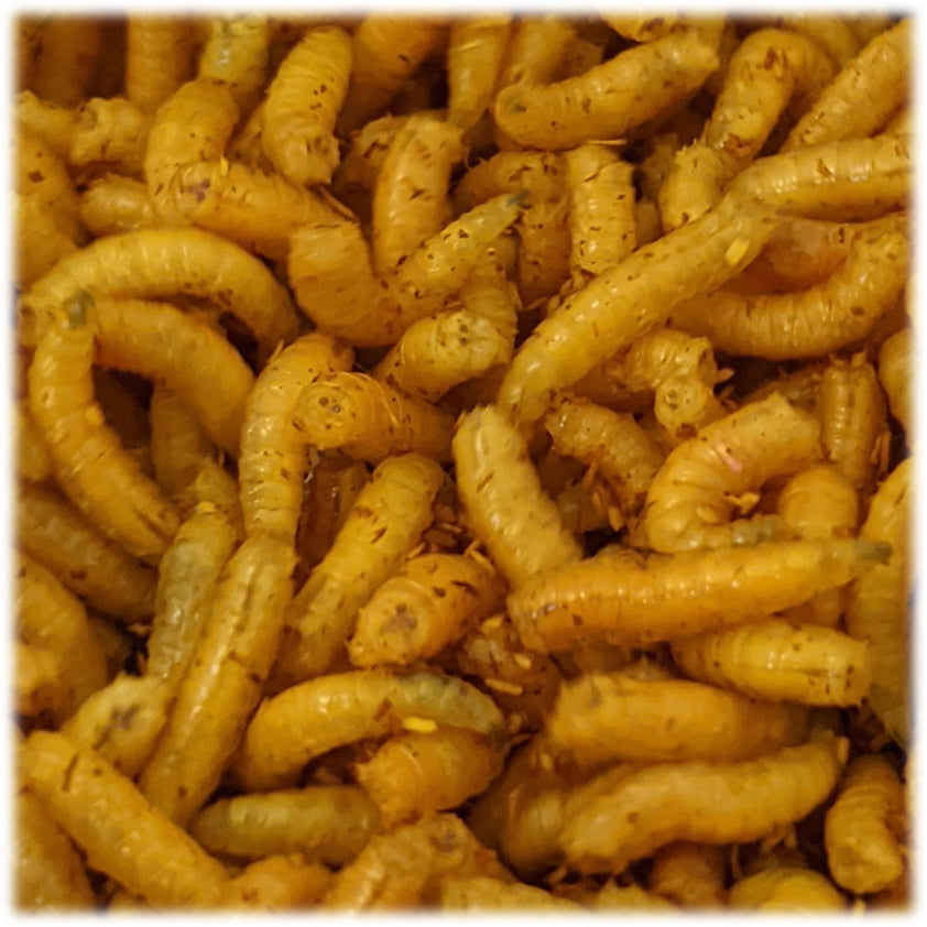 Bronze Maggots – Willy Worms