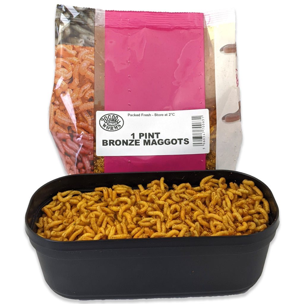 Bronze Maggots – Willy Worms