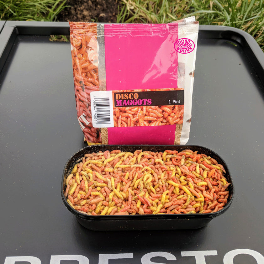 Disco Maggots – Willy Worms