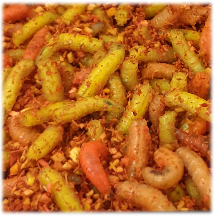 Disco Maggots – Willy Worms