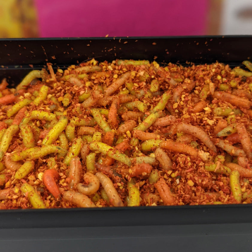 Disco Maggots – Willy Worms