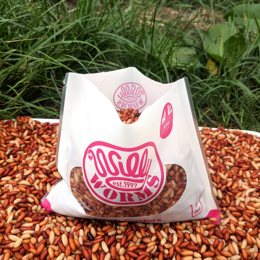 Fresh Casters – Willy Worms