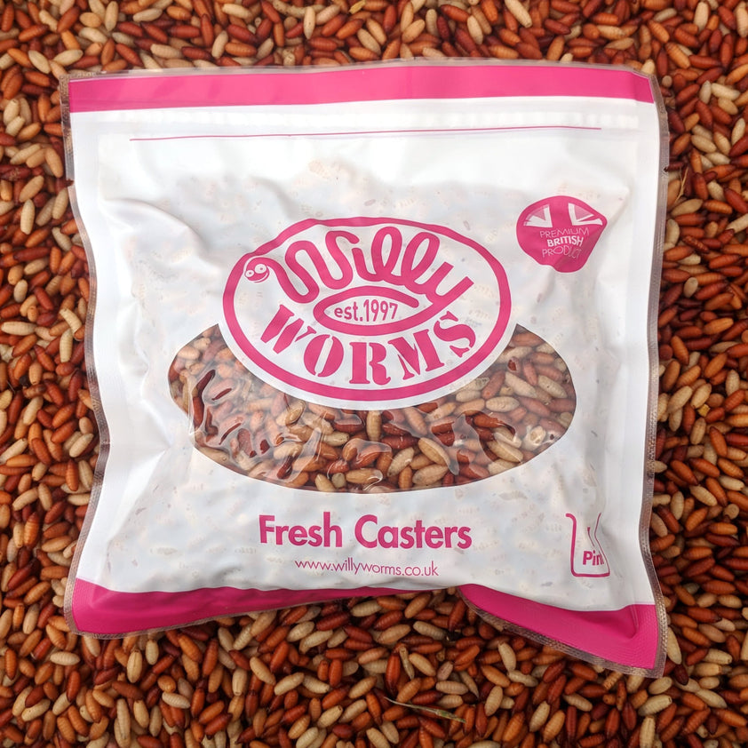 Fresh Casters – Willy Worms