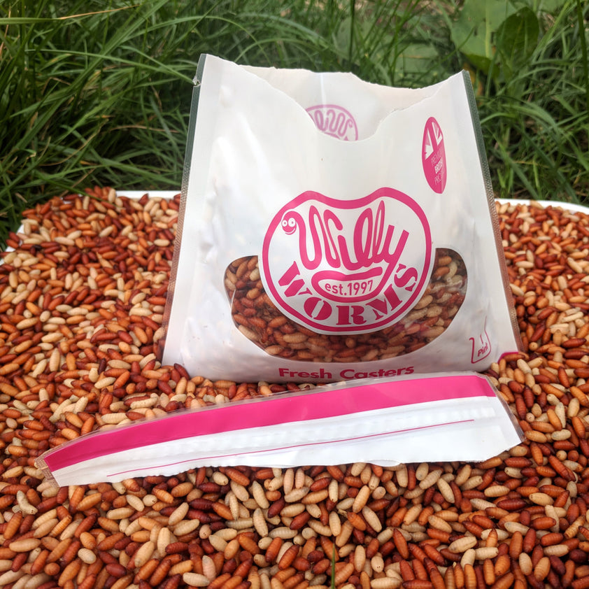 Fresh Casters – Willy Worms