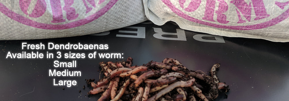 Maggots – Willy Worms