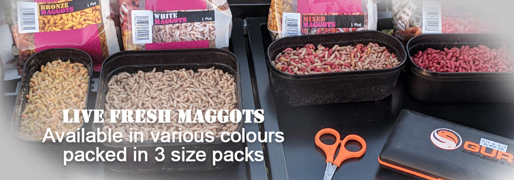 Maggots – Willy Worms