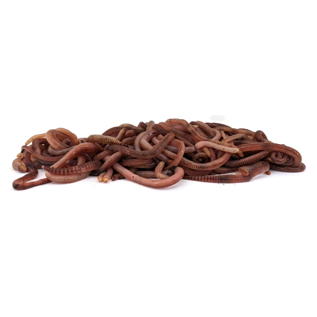 Medium Dendrobaenas – Willy Worms