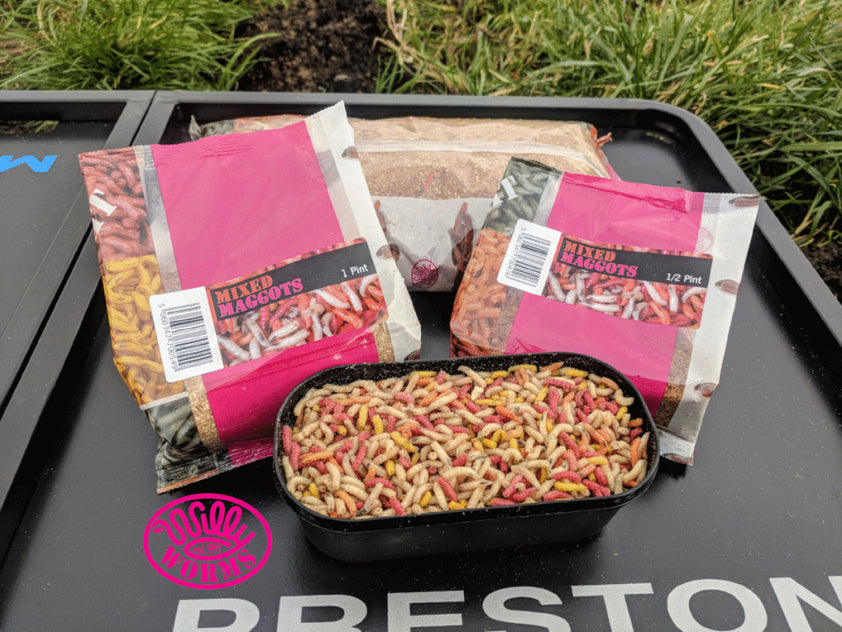Mixed Maggots – Willy Worms