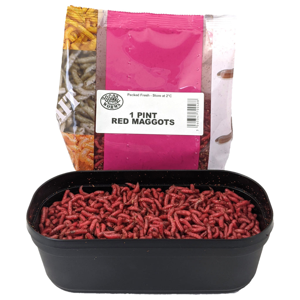 Red Maggots – Willy Worms