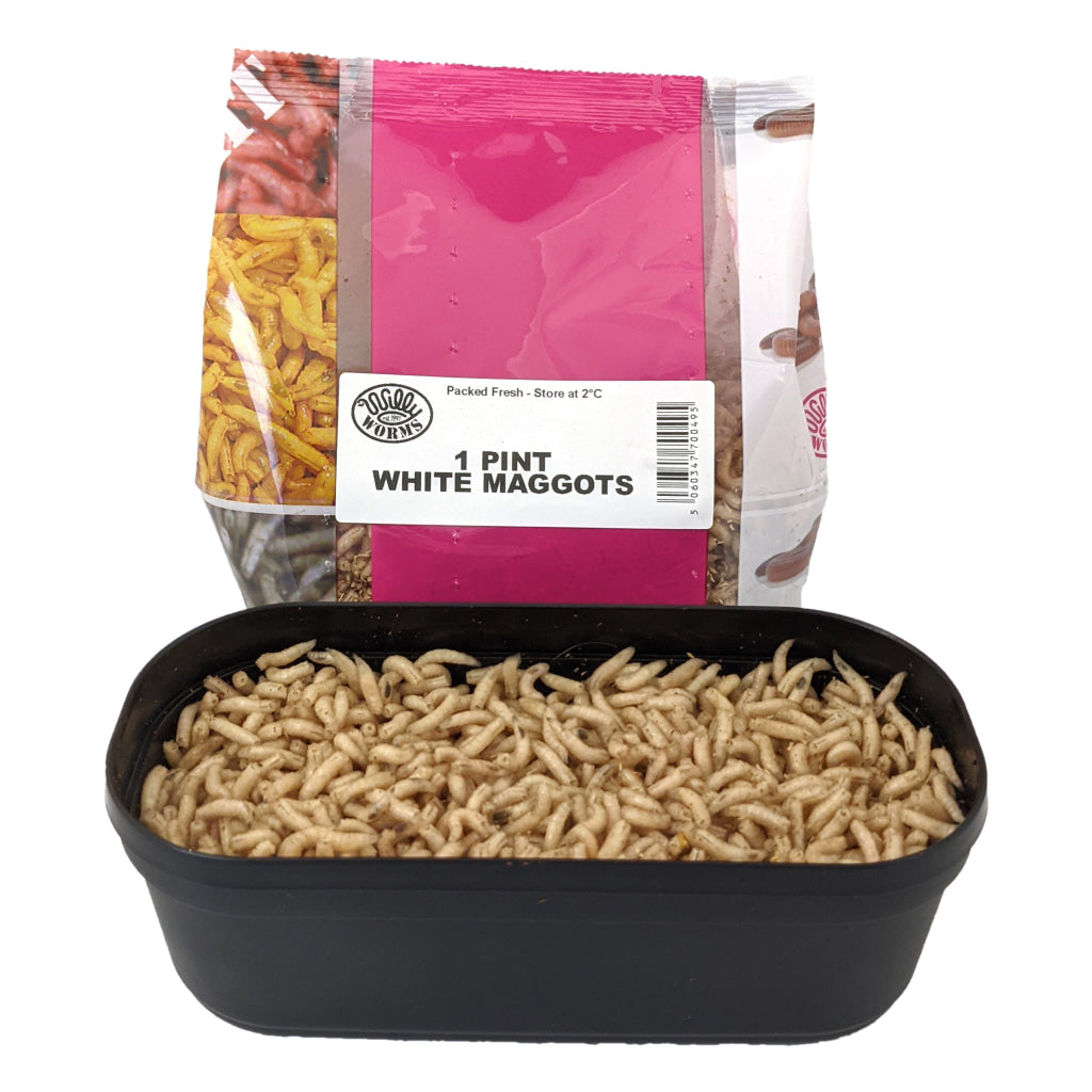 White Maggots – Willy Worms